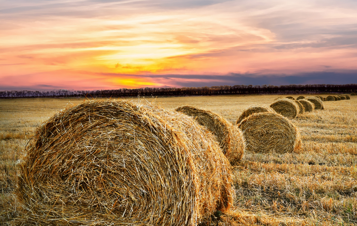 Hemp Commodity Pricing